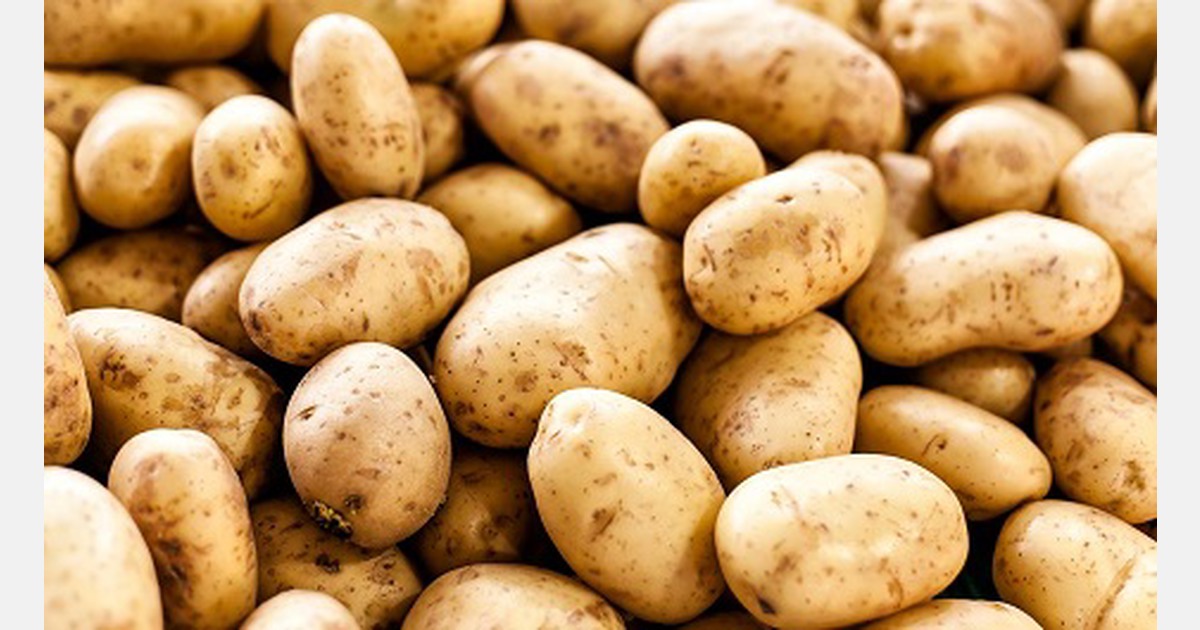 France: 2021 production of ware potatoes lower than in 2020