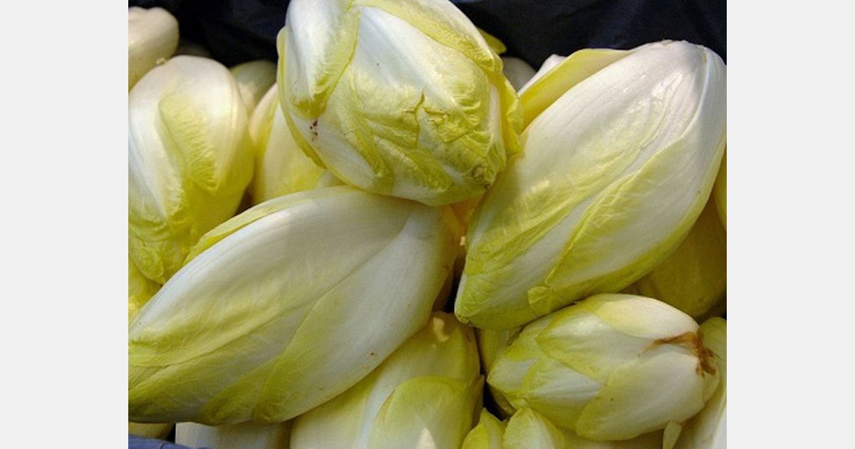 French endives still in crisis