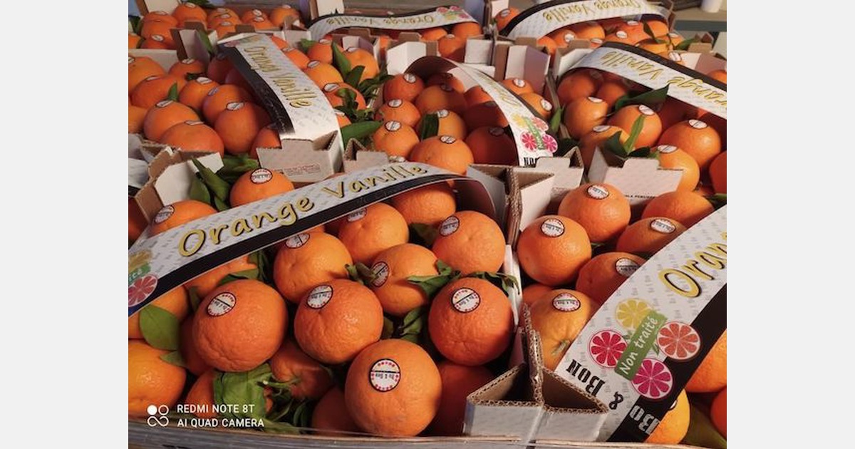 “The demand for Italian citrus fruits is growing in France”
