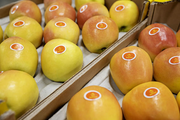 “The Rubis Gold brings a real differentiation within the range of under ...