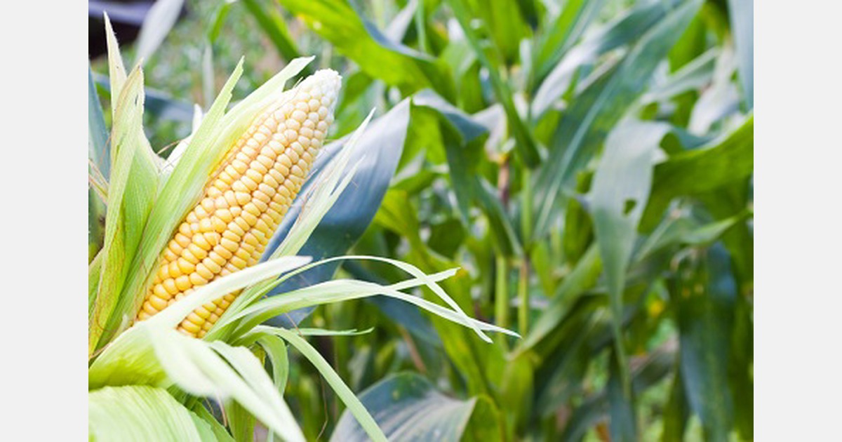 More than 80% of French sweet corn is exported