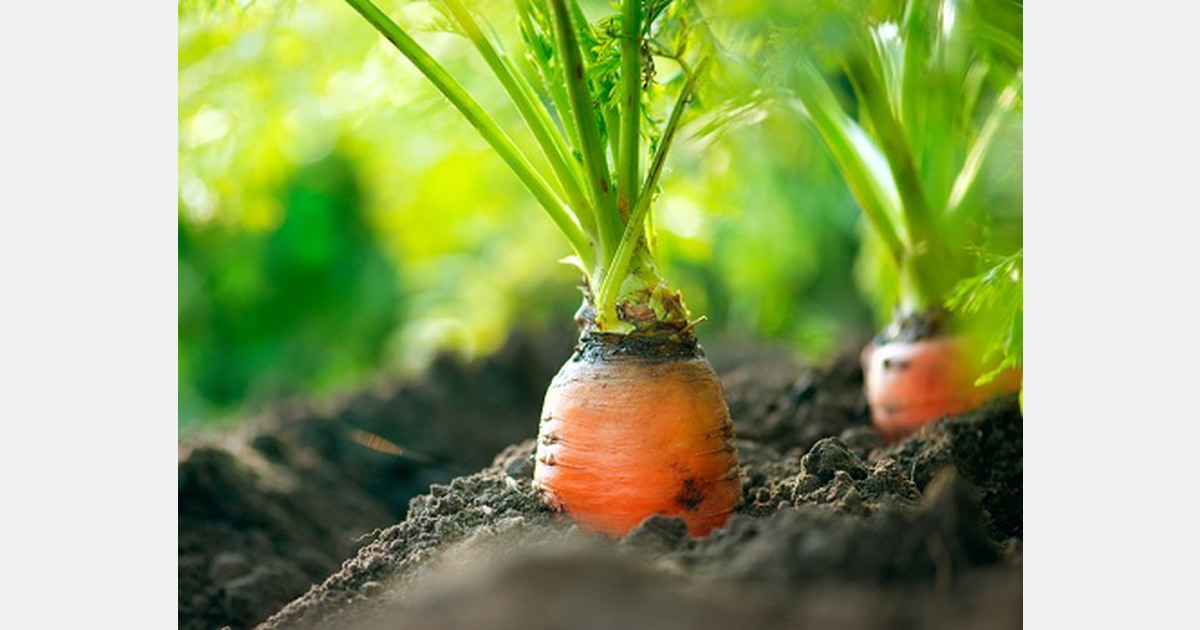 French carrots: bigger harvest in 2021/22