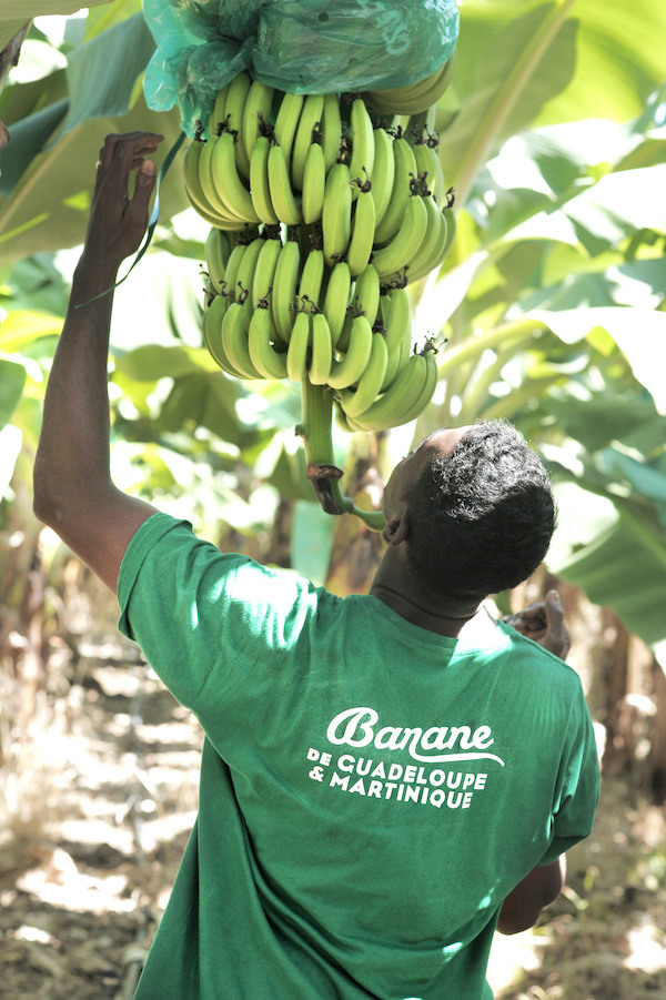 This summer, the Banana of Guadeloupe & Martinique has seen a ...