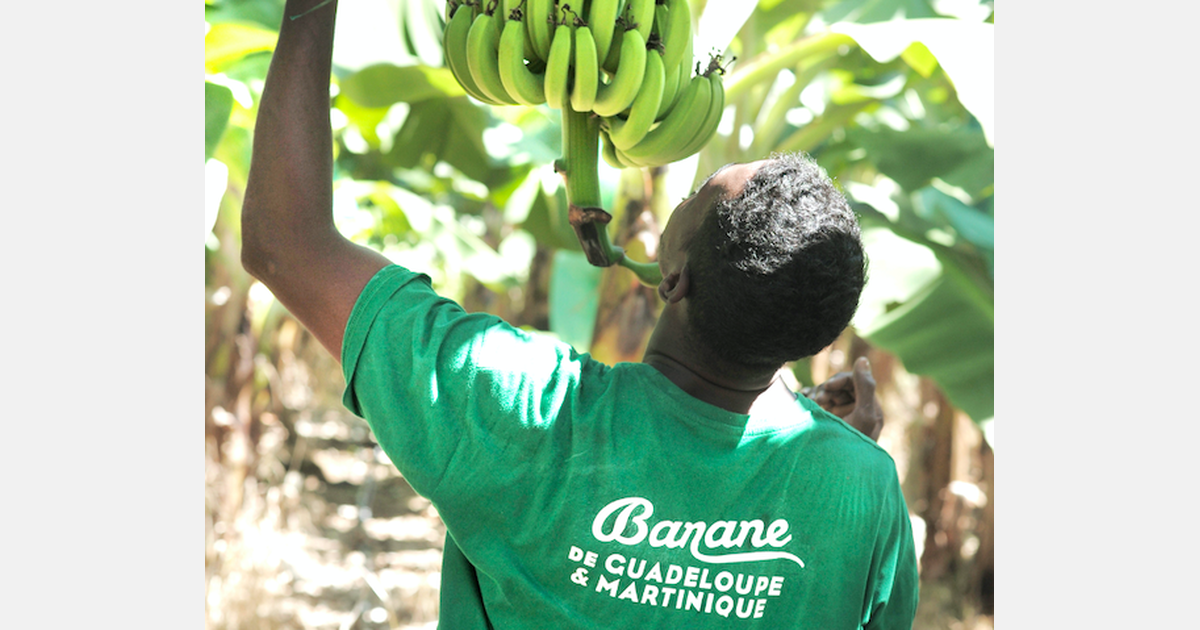 This summer, the Banana of Guadeloupe & Martinique has seen a ...