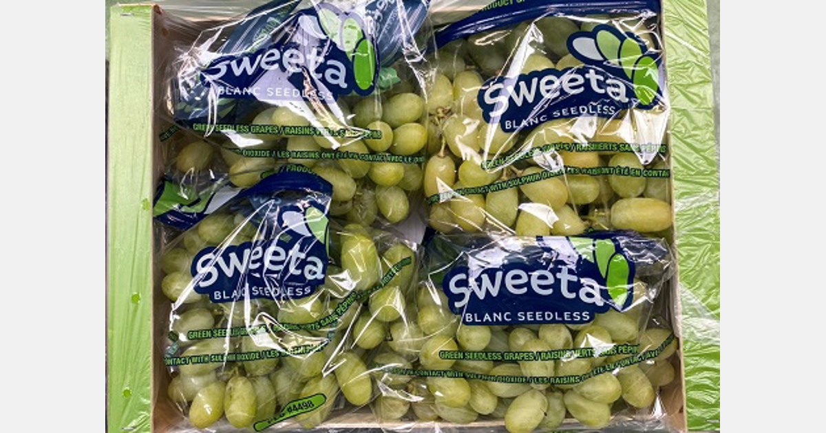 Seedless Sweeta grapes: a very promising variety
