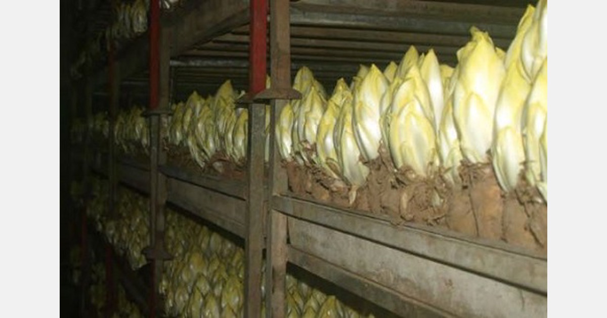 French endive producers are “tired but resilient”