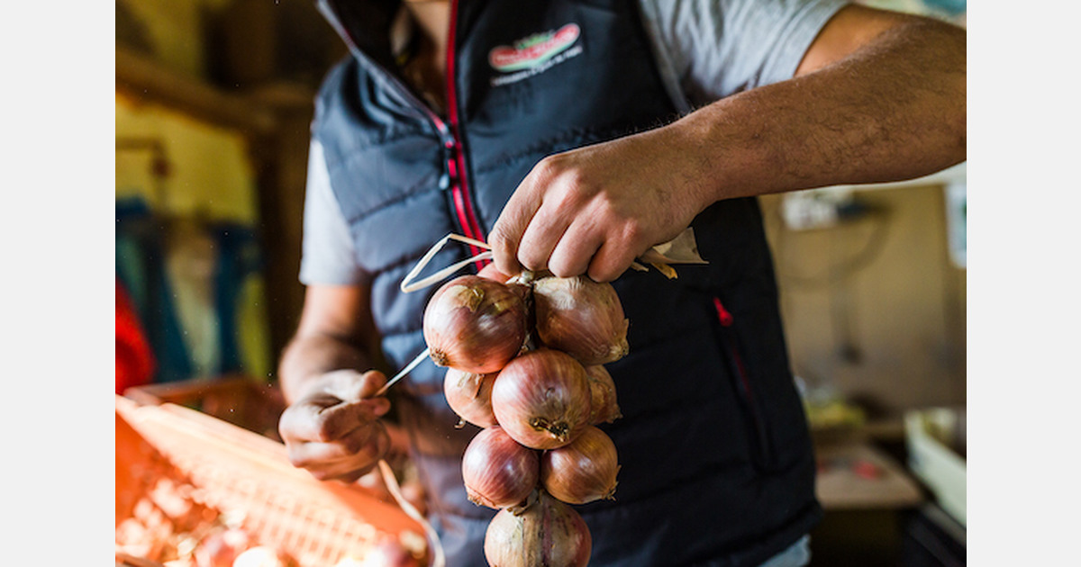 “The current economic context keeps the onion market balanced in spite ...