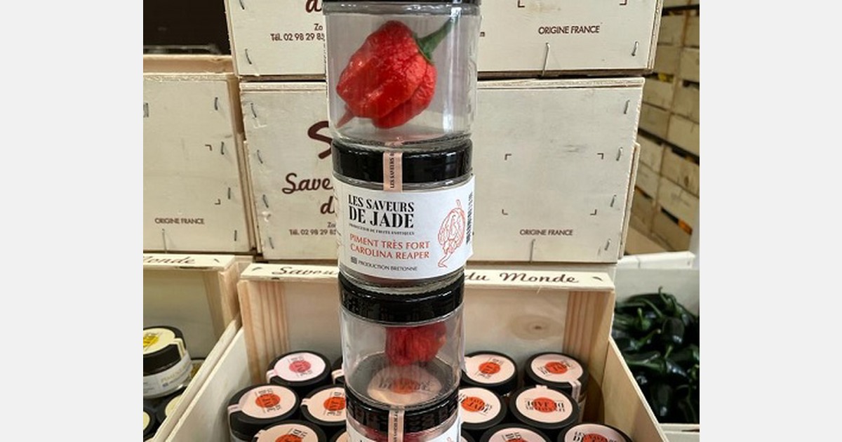 Carolina Reaper: the strongest pepper in the world is now cultivated in ...