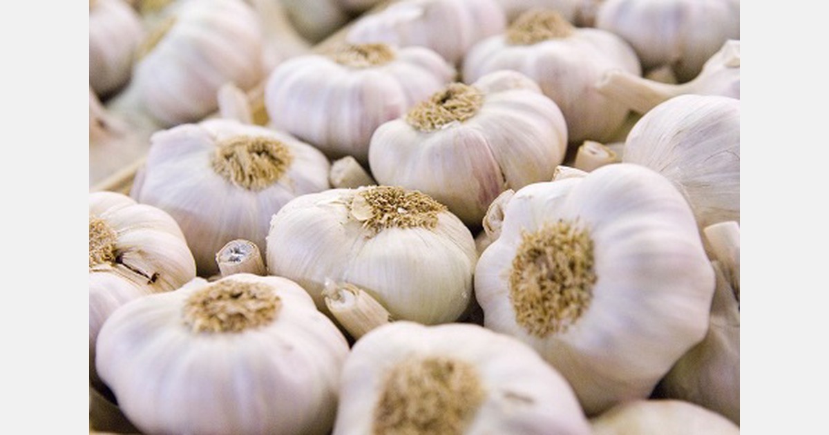 French garlic: lack of dynamism on the market before the holidays