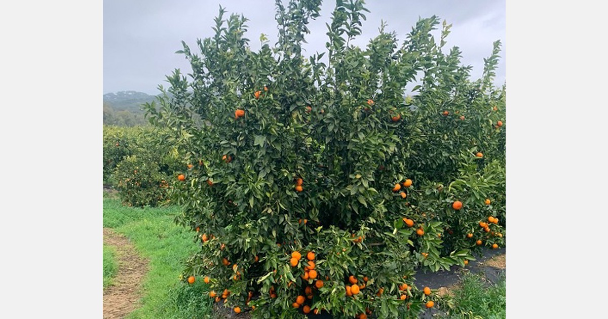 Successful campaign for Moncada mandarin variety