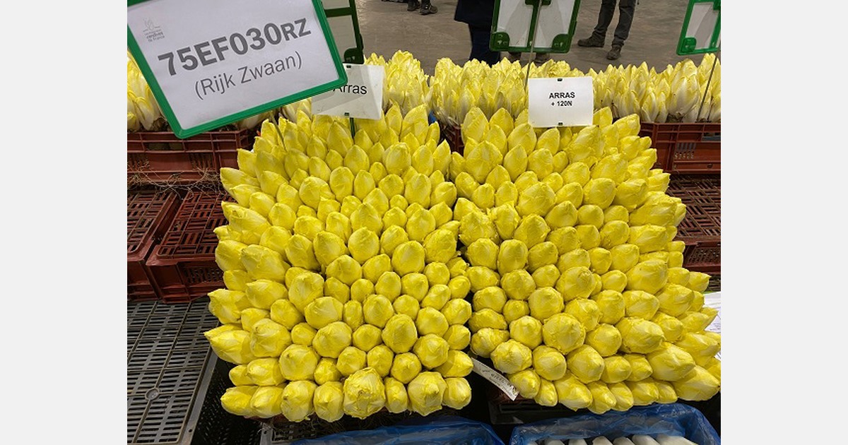 New variety of endive on the market