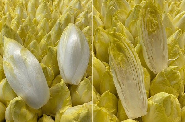 New variety of endive on the market