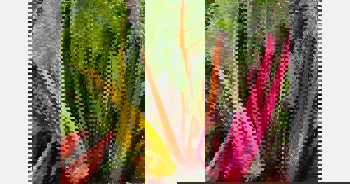 France: Good demand for 100% organic colored chard