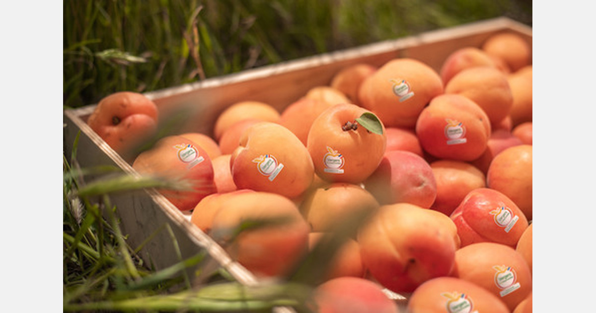 “We are optimistic about the apricot season”