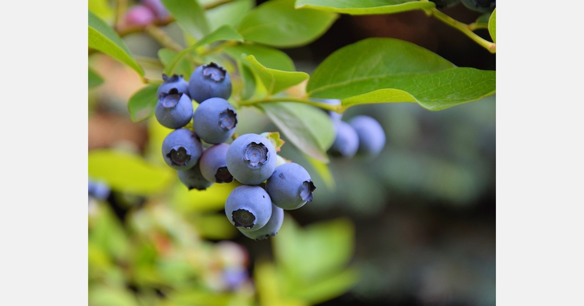 “The Moroccan blueberry campaign has been consistent in volumes and prices”