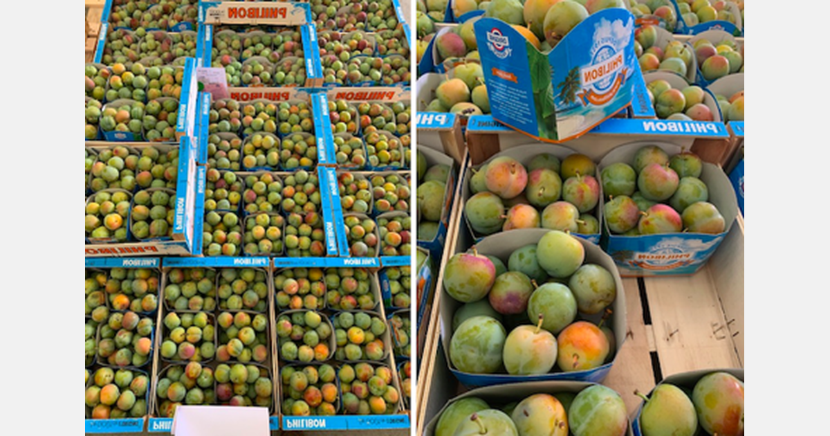 2023 French plum production back to normal levels?