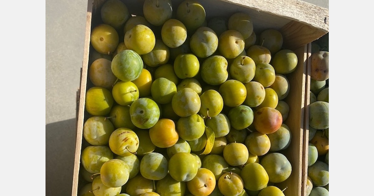 "The market for Reine Claude dorée is now vibrant, and prices are stable"