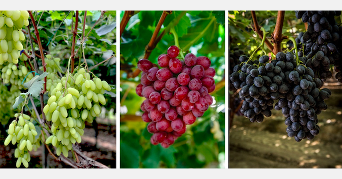 "We are launching our new seedless grape brand Zépé"