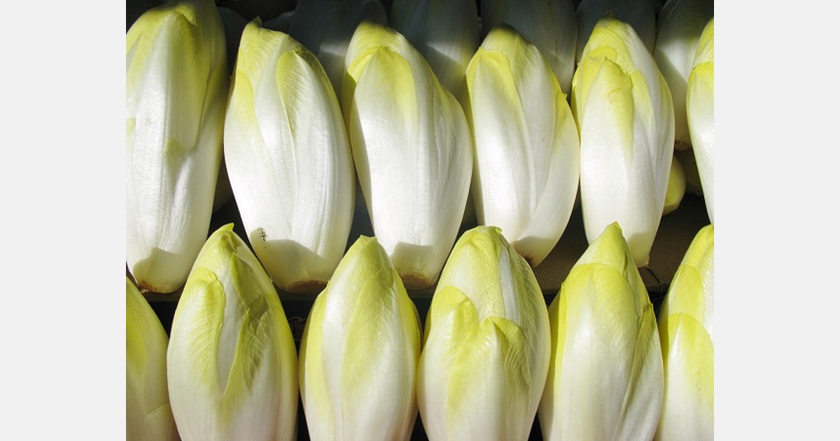 French endive production close to last year's level and high prices at ...