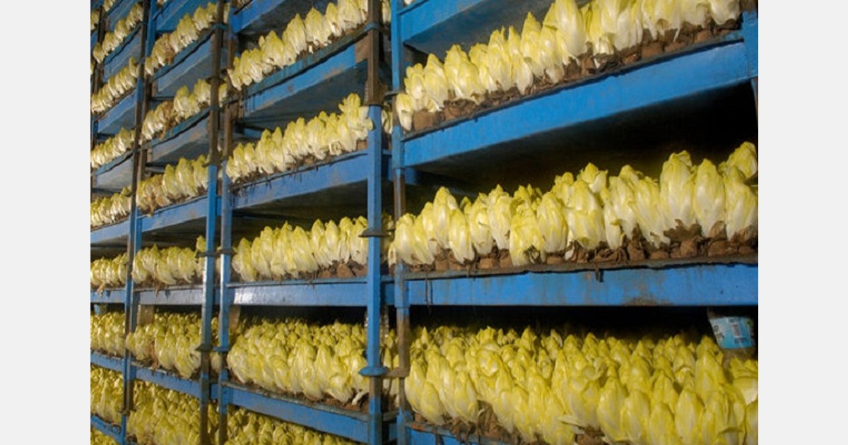 French endive supply down in 2024