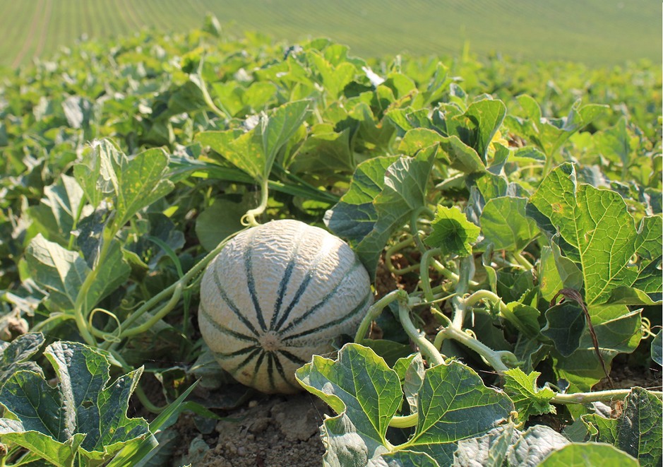 Name change for the Charentais melon?