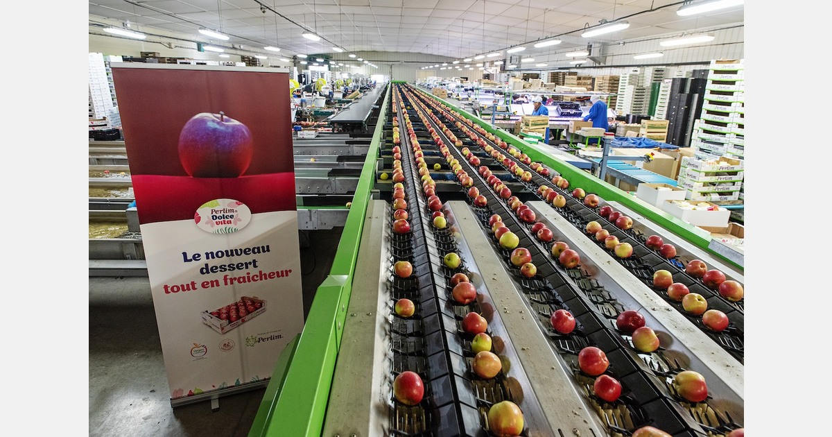 Perlim Dolce Vita apple wants to compete with summer fruit