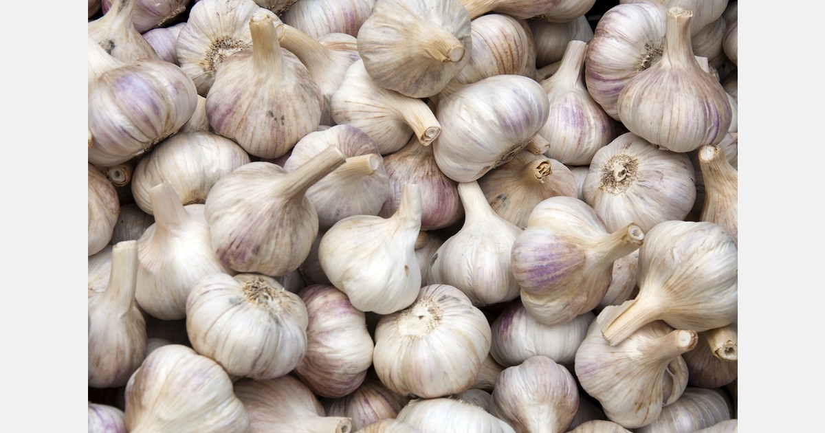 “Processed garlic from France is a real asset for the sector”