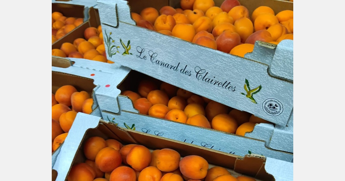 A good start to the campaign for French “Canard des Clairettes” apricot