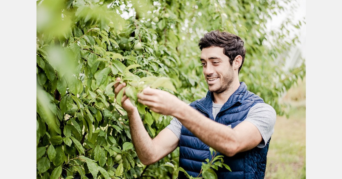 "We want to restore flavor and color to the plum category"