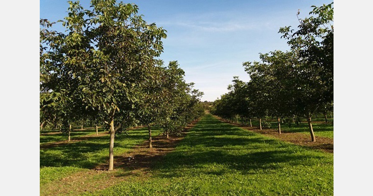 What does the new French walnut campaign look like?