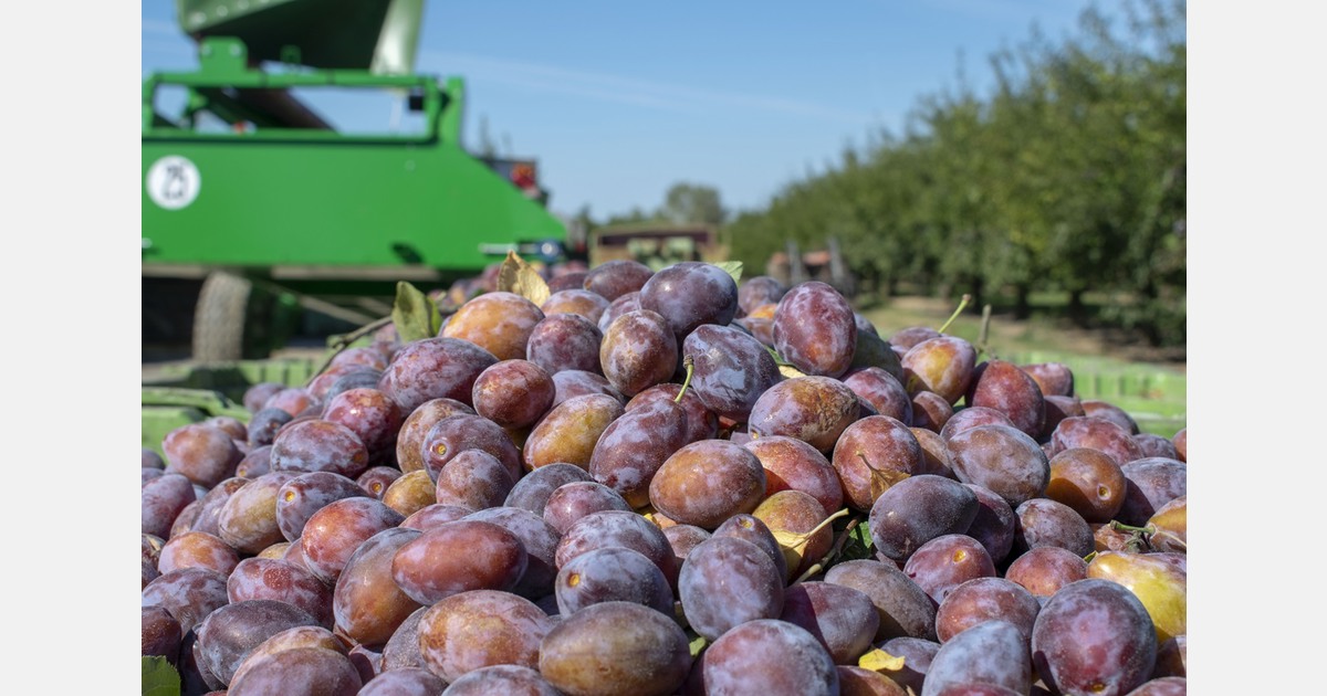 A smaller, "But not catastrophic", harvest for Agen Prunes