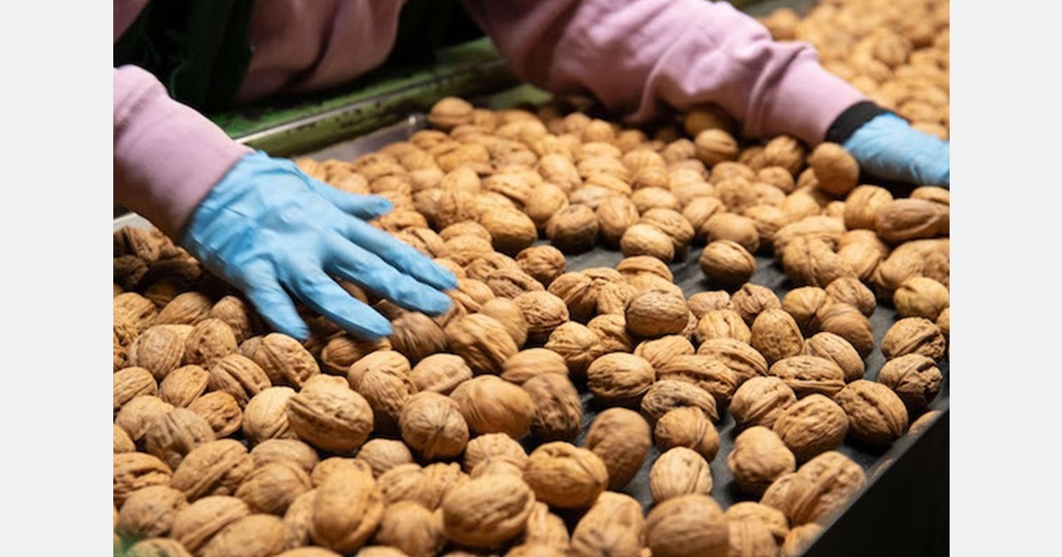 A 4th variety in the specifications for the Grenoble walnut PDO?