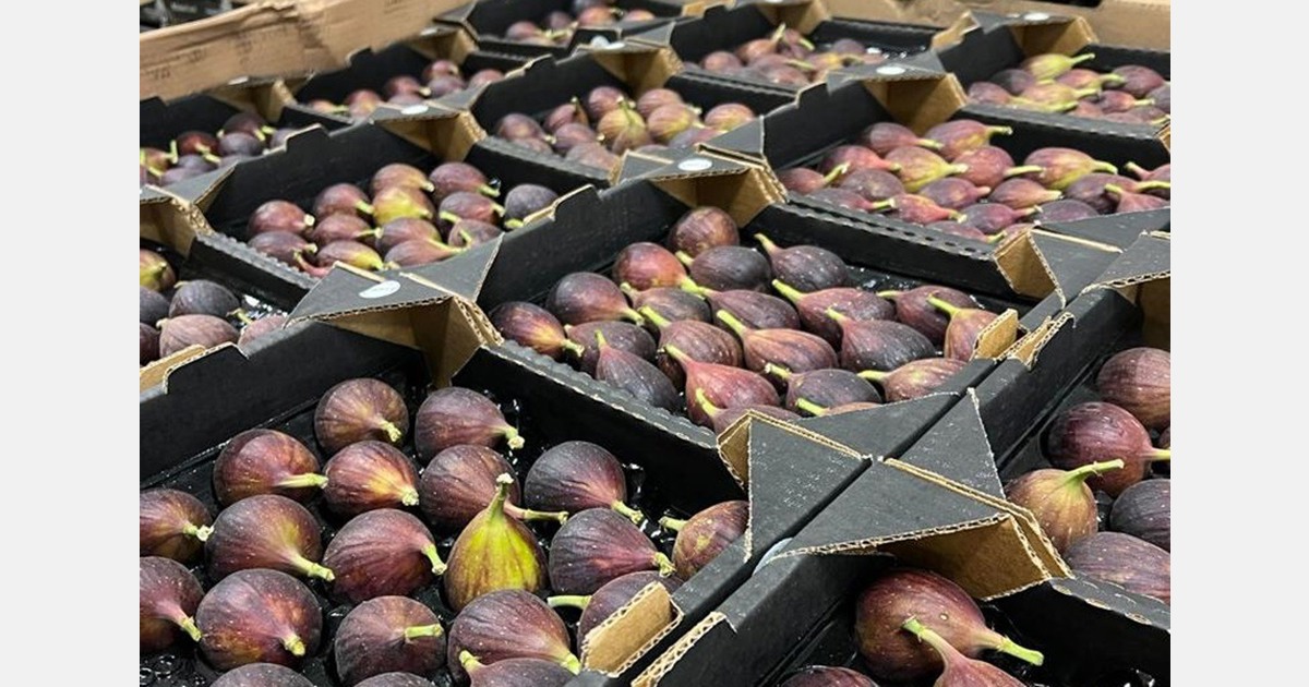 "France is a major consumer of figs"