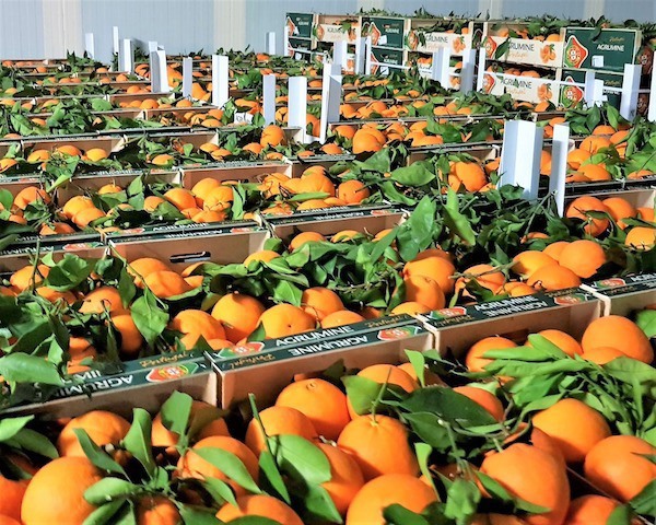 "We are diversifying our range of citrus fruits with leaf Clementine ...