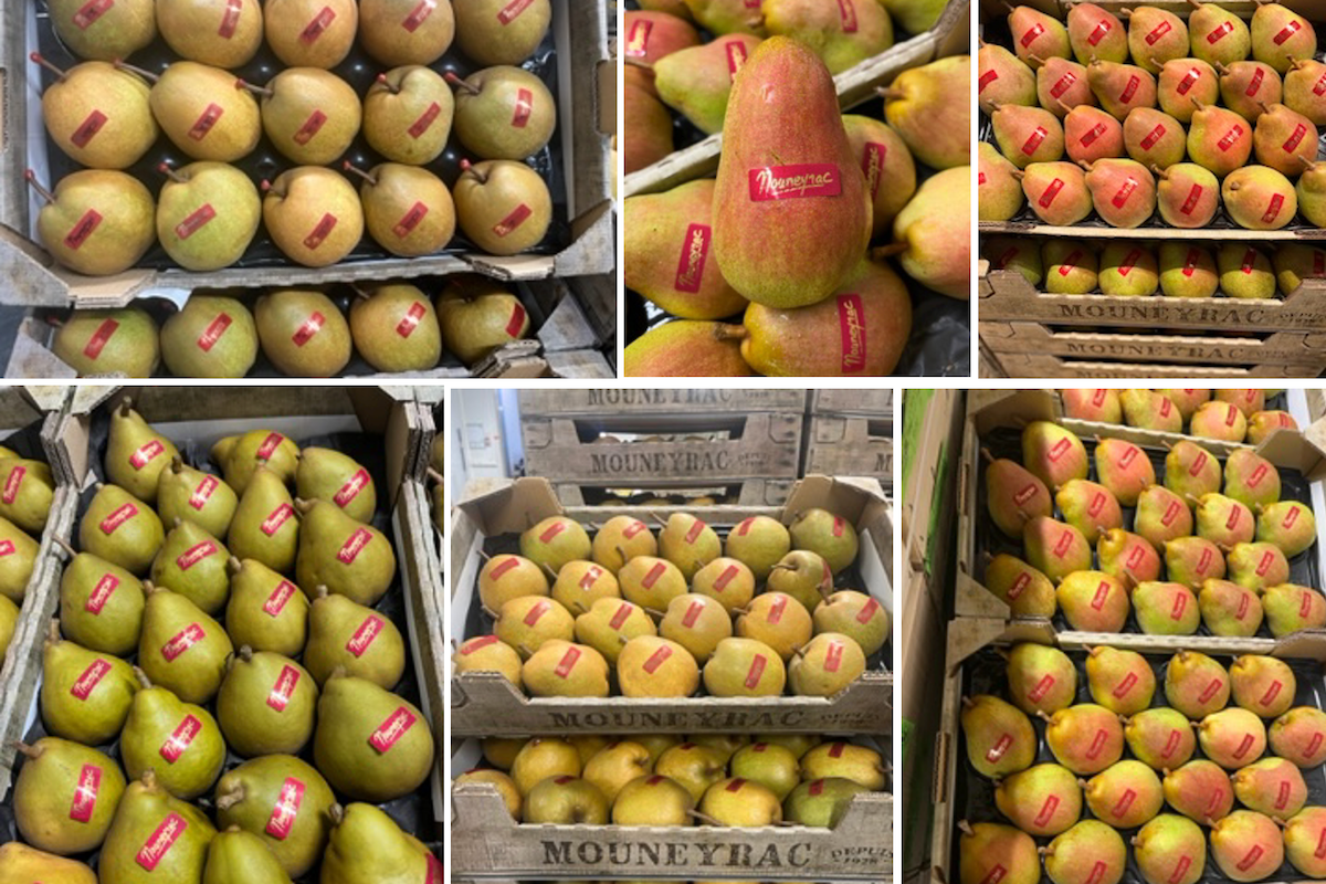 "Consumers want good pears more than new varieties"