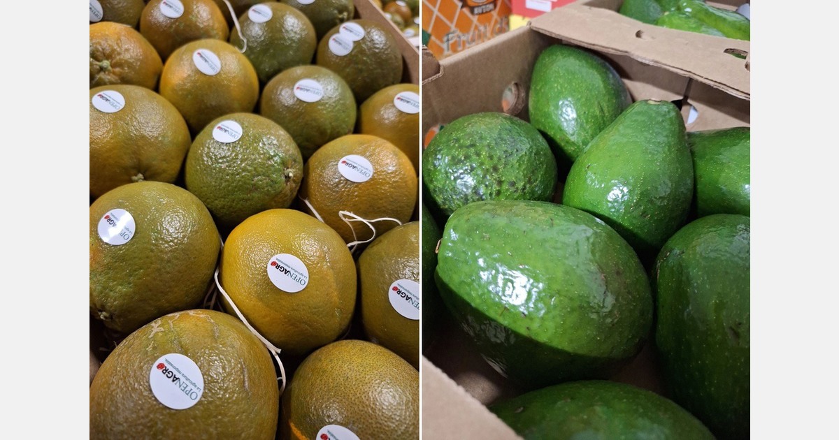 "I am convinced that more work should be done on tropical avocados"