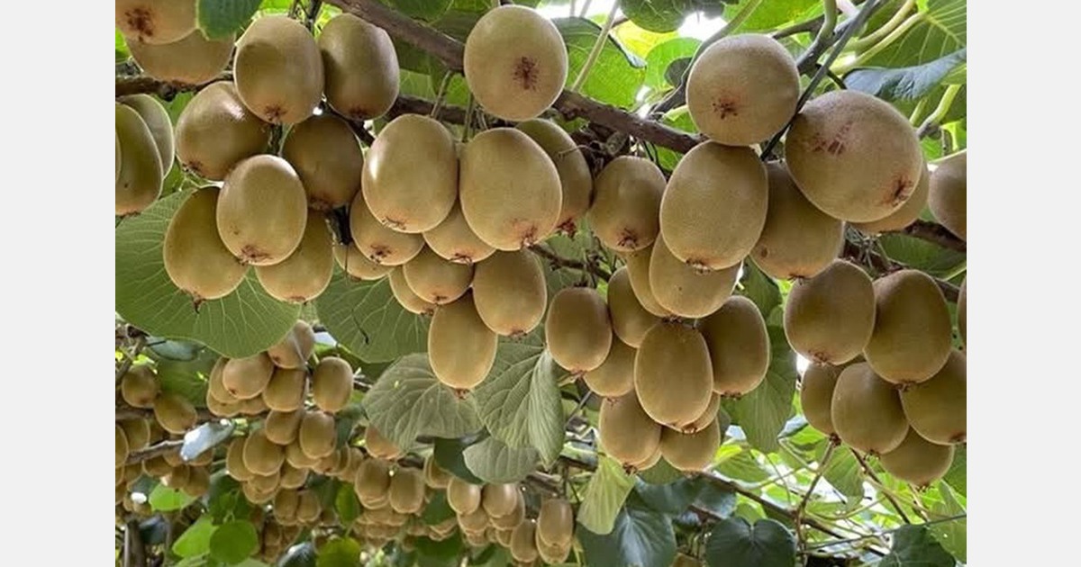 "We aim to plant 1,500 hectares over the next 10 years"