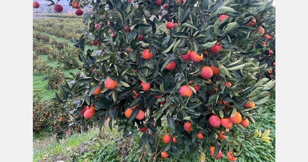 "The Moro orange from Sicily really deserves to be known!"