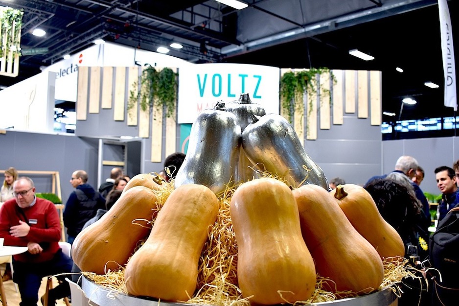 A Silver SIVAL for the Orionit F1 butternut squash