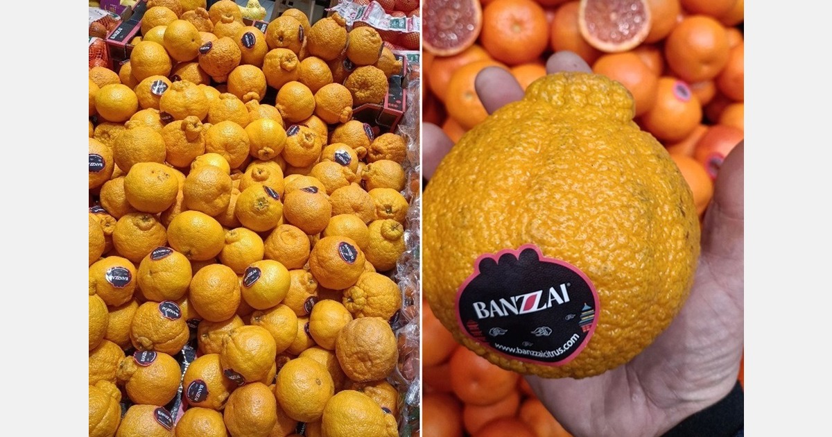 "The Banzzai mandarin will quickly become a staple"