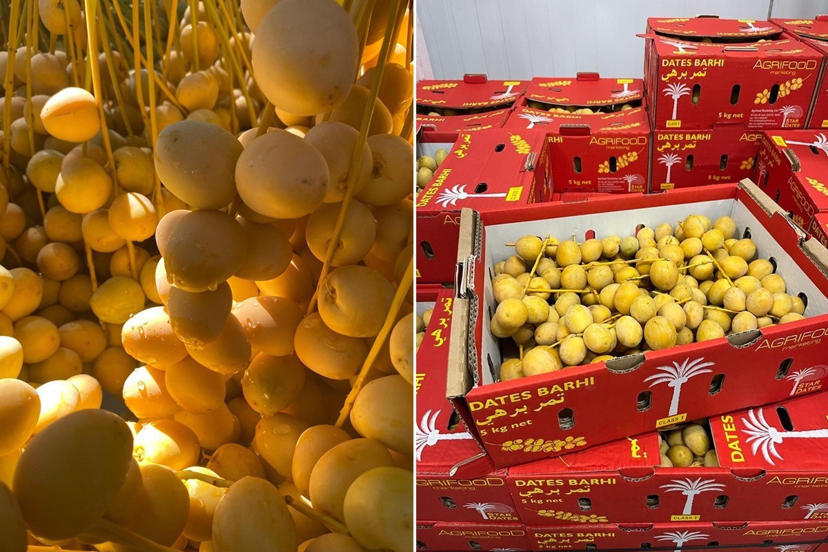 Growing popularity of fresh Barhi dates