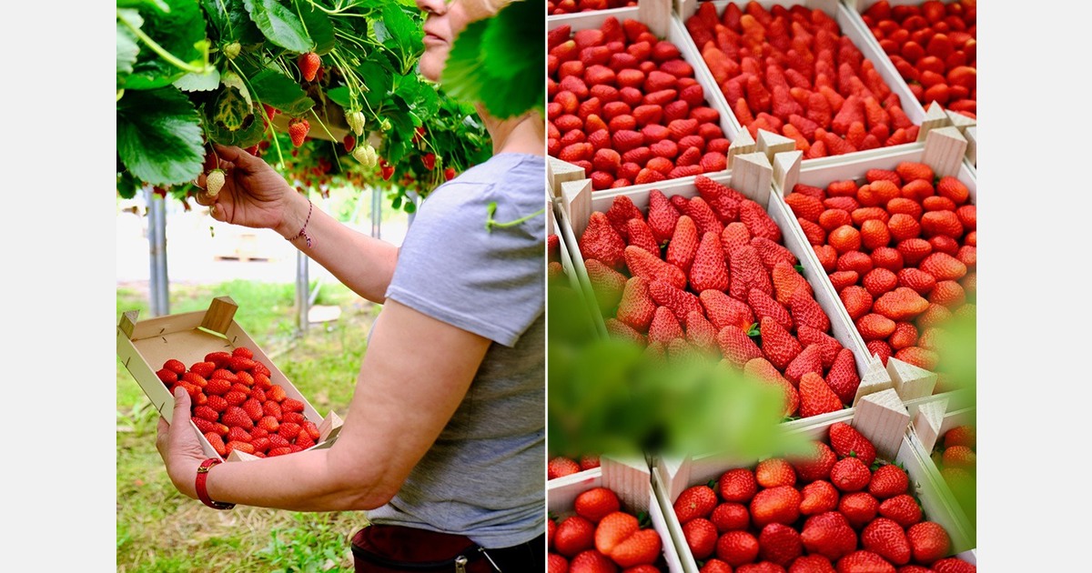 The season looks promising for Red Label strawberries