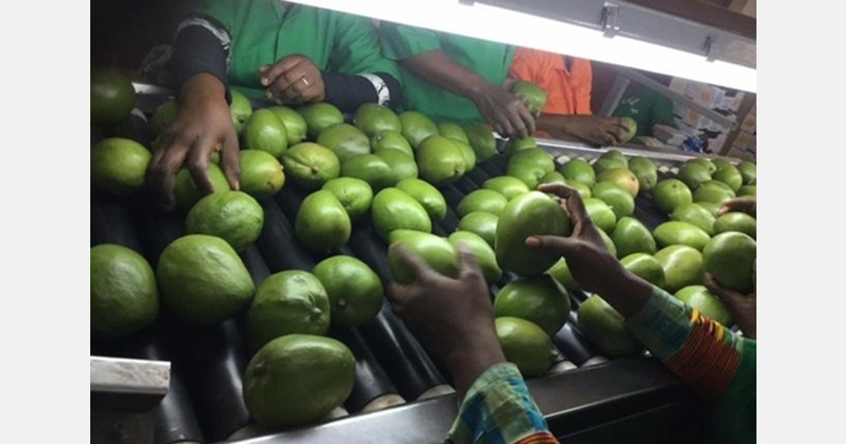 "African mangoes are becoming a benchmark product"
