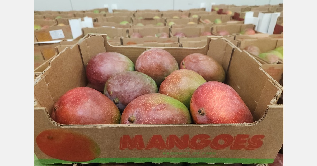 A "delicate transition" between the mangoes from Peru and Ivory Coast