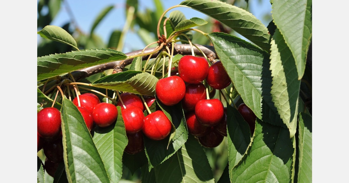 The cherry market remains balanced at the height of the season