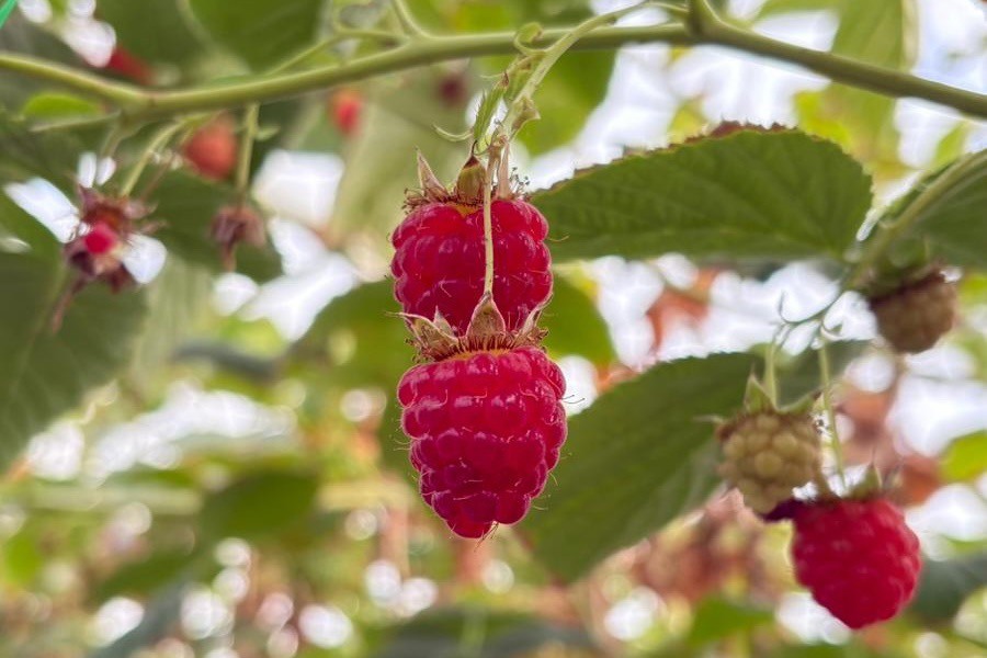 "We have adapted our raspberry production to meet the demand"