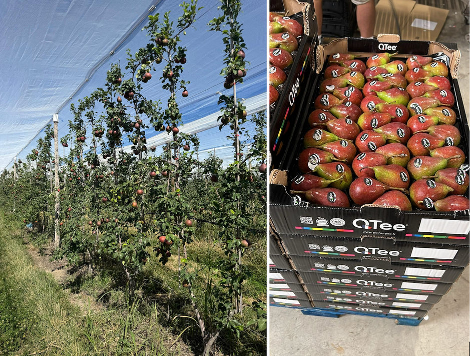 QTee focuses on exports