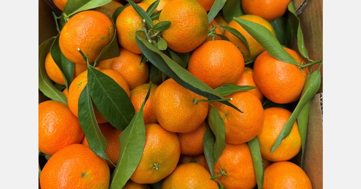 Fine de Corse clementines to arrive this week