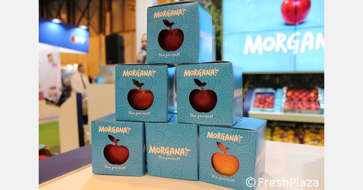 Here is Morgana, the juiciest apple of all time