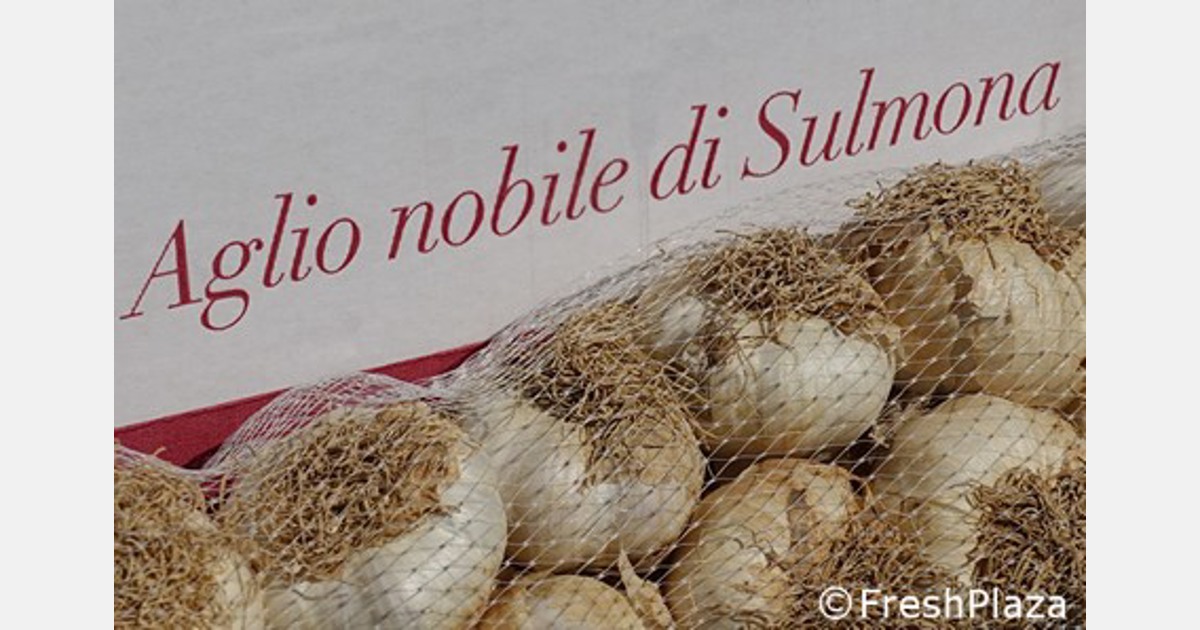 Red garlic from Sulmona